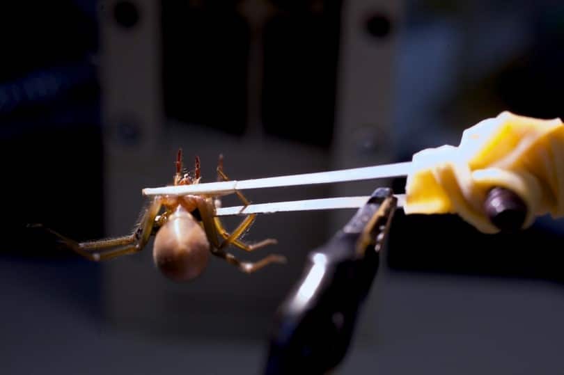 Spider Bites Treatment: Emergency and Preventative Care