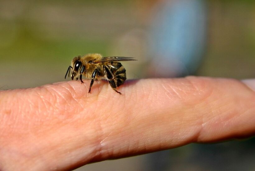 Bee Sting Treatments Which are Natural and Can Be Found At Home