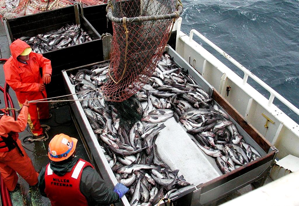 How to Fish: Lessons for The Beginner Angler