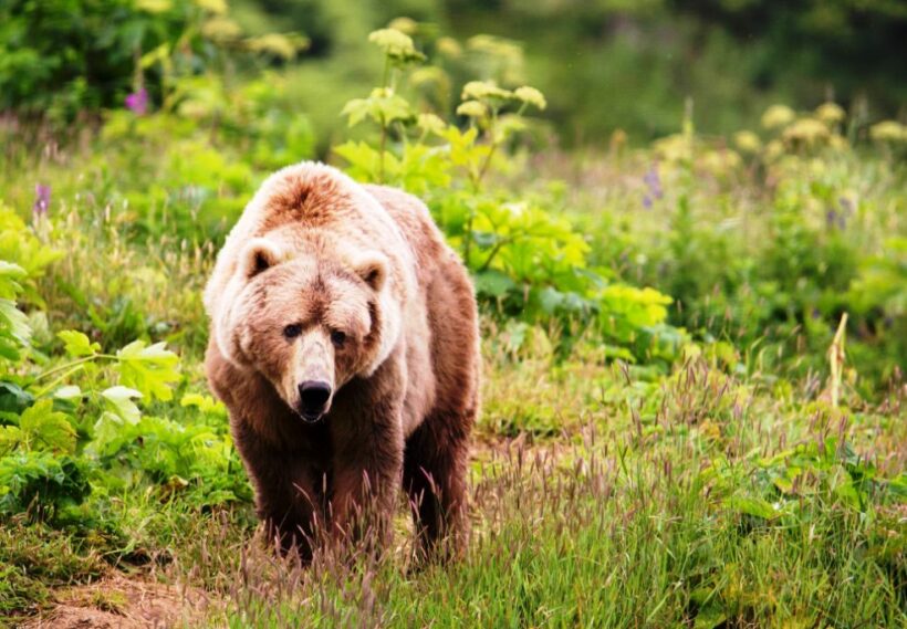 Bear Hunting Tips: Stay Safe on The Hunt (Expert Advices)