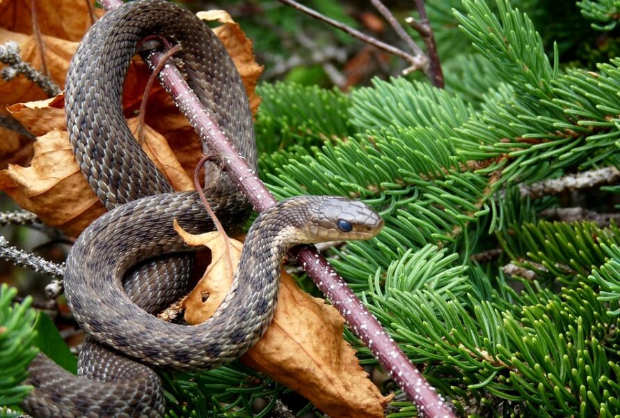 Most Poisonous Snakes in The World: A Top of Venomous Crawlies