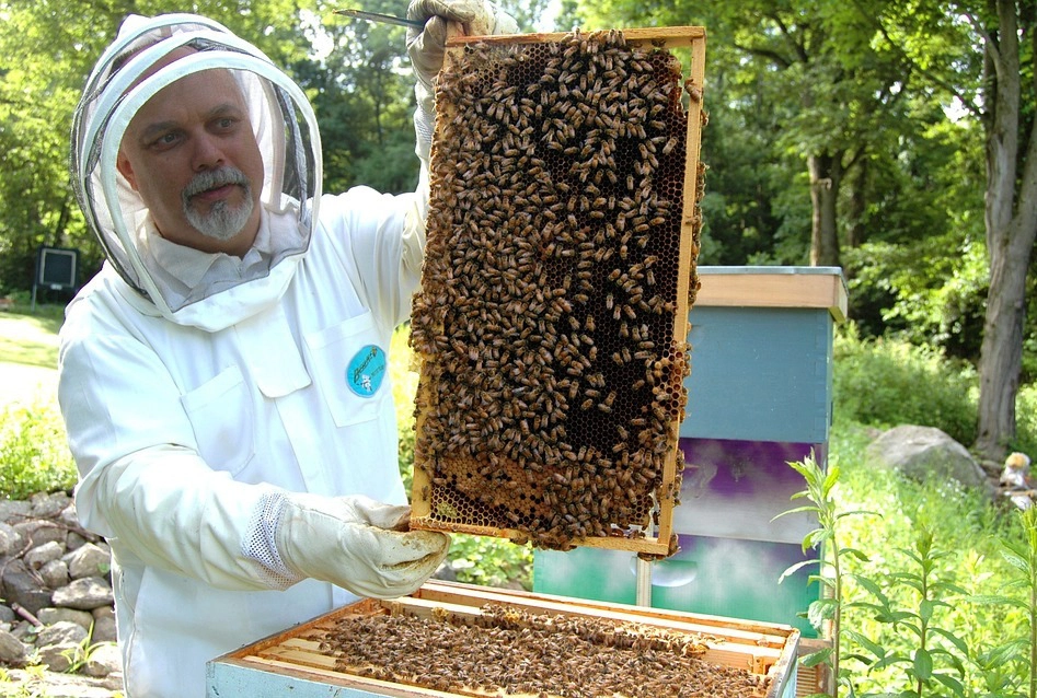 Beekeeping for Beginners: What’s All the Buzz About?