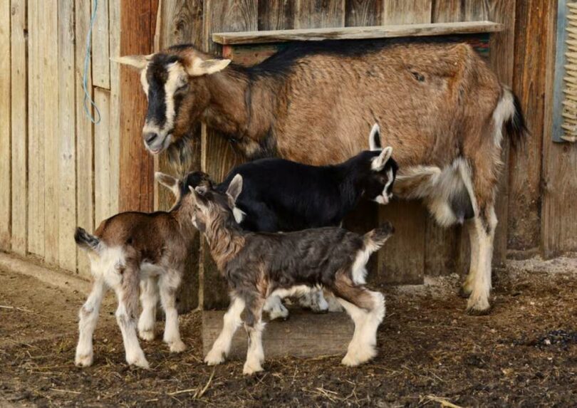 How to Raise Goats: Quality Results from Correct Farming Techniques