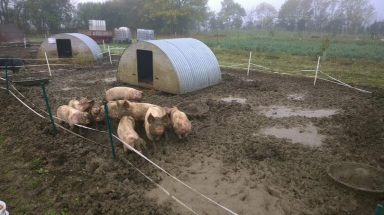 How to Raise Pigs: Humanely Raising Pigs for Meat