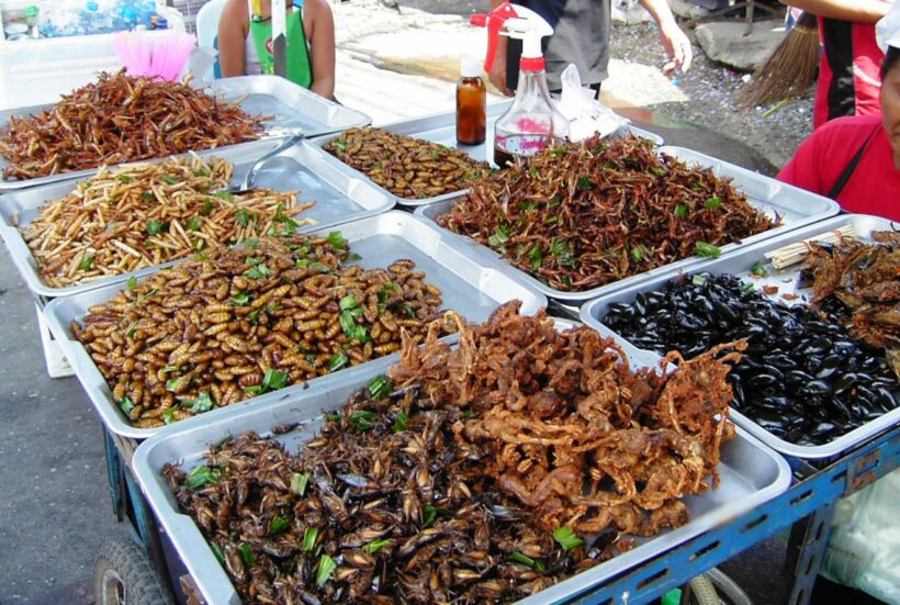 Edible Insects: Rich Protein Packed Grub