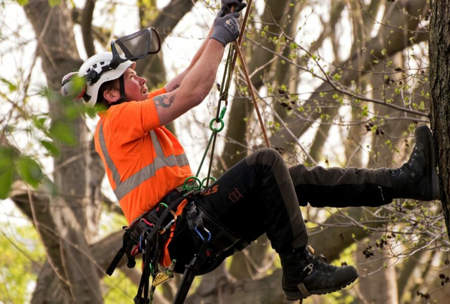 How To Climb A Tree: Different Methods for A Demanding Activity