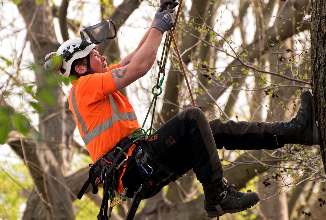 How To Climb A Tree: Different Methods for A Demanding Activity