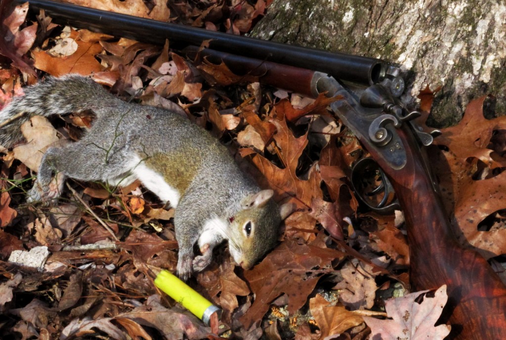 Squirrel Hunting Tips: Getting Rid Of Pests