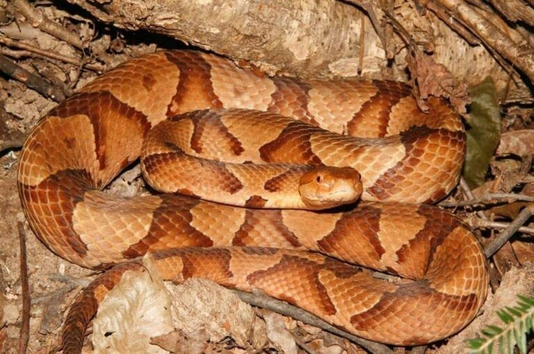 Edible Snake Guide: Not All Snakes are Created Equal - Survival Mastery
