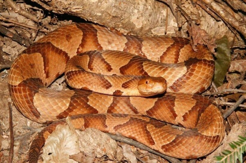Edible Snake Guide: Not All Snakes are Created Equal - Survival Mastery