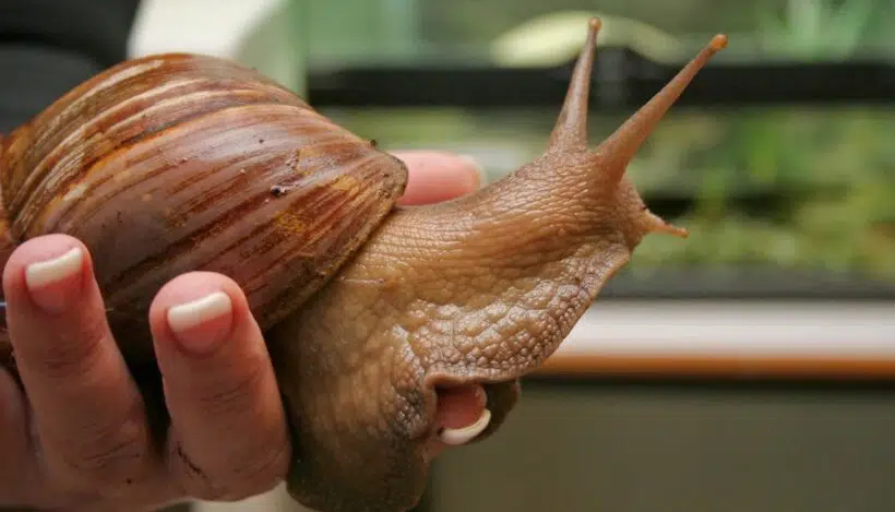 Edible Snails: How to Collect Edible Snails + Recipes for Cooking