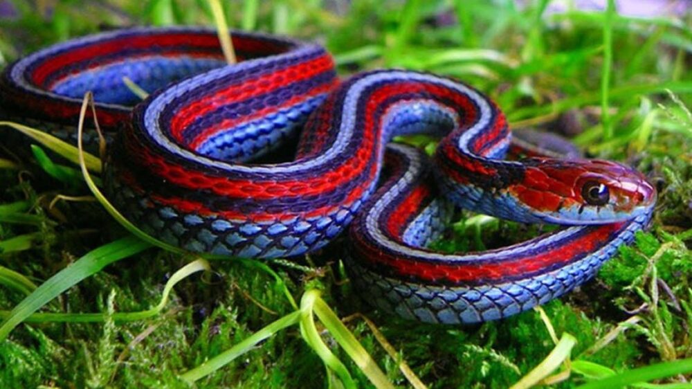 Edible Snake Guide: Not All Snakes are Created Equal - Survival Mastery