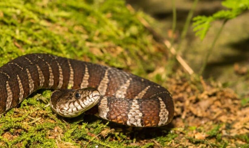 Edible Snake Guide: Not All Snakes are Created Equal - Survival Mastery