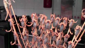 Eating Scorpions: Survival Food or Survival of The Planet