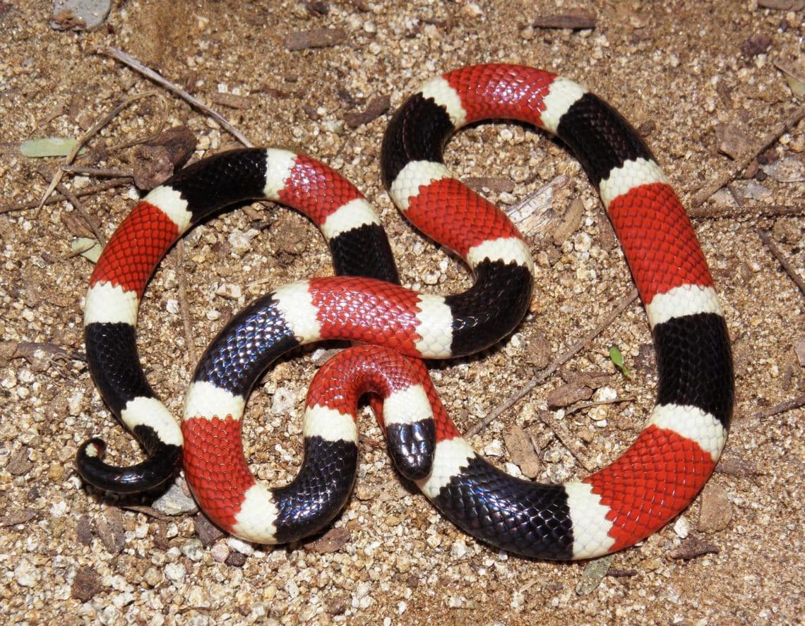 Edible Snake Guide: Not All Snakes are Created Equal - Survival Mastery