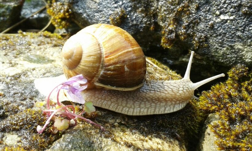 Edible Snails: How to Collect Edible Snails + Recipes for Cooking