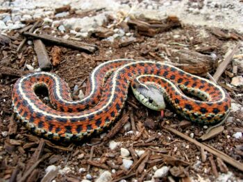 Edible Snake Guide: Not All Snakes are Created Equal - Survival Mastery