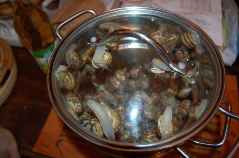 Edible Snails: How to Collect Edible Snails + Recipes for Cooking