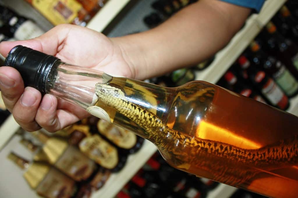 Edible Snakes: Guide to Your New Meal