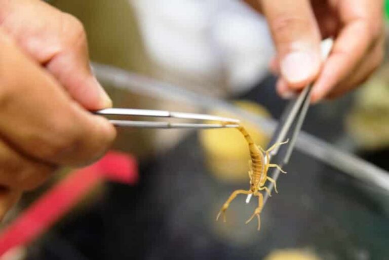 Eating Scorpions: Survival Food or Survival of The Planet